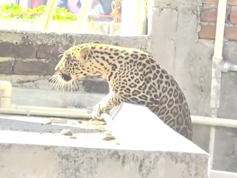 शिमला : सुबह की सैर पर निकले व्यक्ति पर झपटा तेंदुआ, घायल